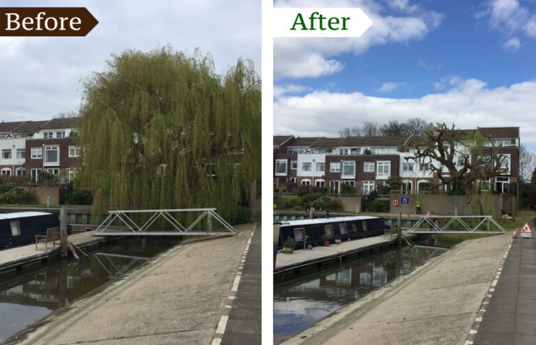 Gallery - West London tree surgeons - Tom Boswell tree services